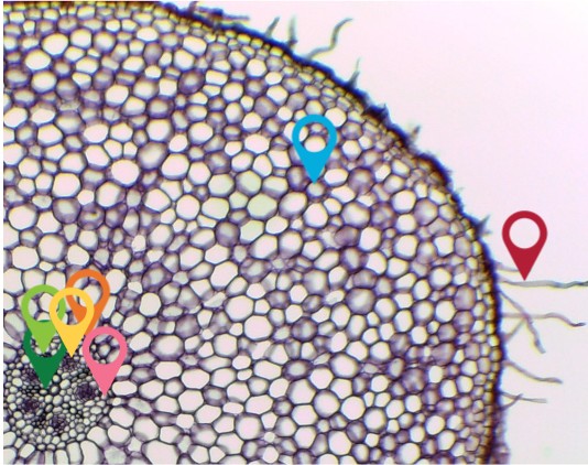 Racine structure primaire