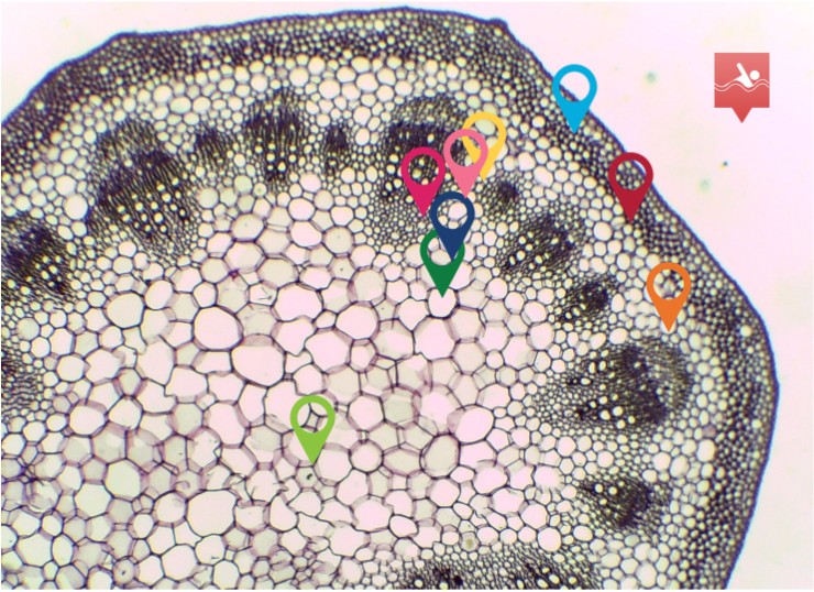Tige structure primaire | Genially