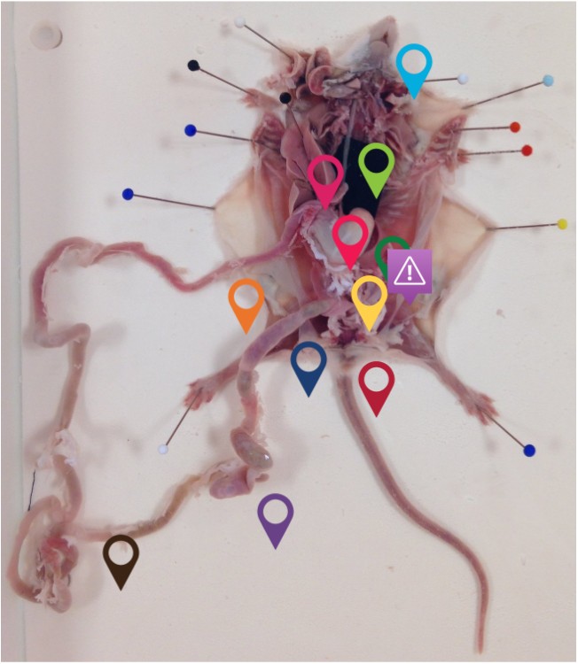 appareil digestif de la souris | Genially