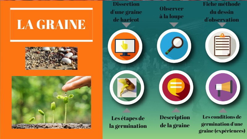 La graine 6ème | Genially