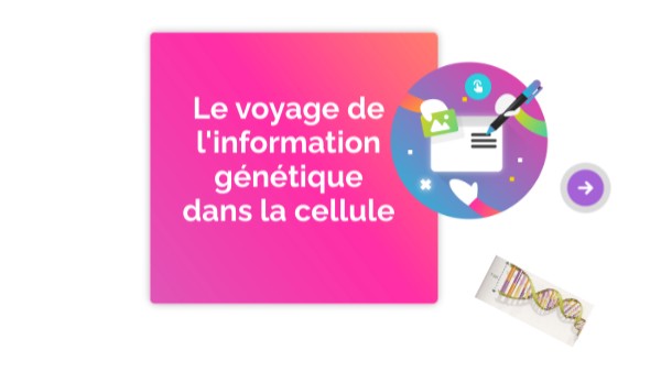 LA TRANSCRIPTION DE L'ADN | Genially