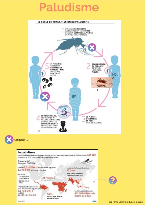 Paludisme | Genially