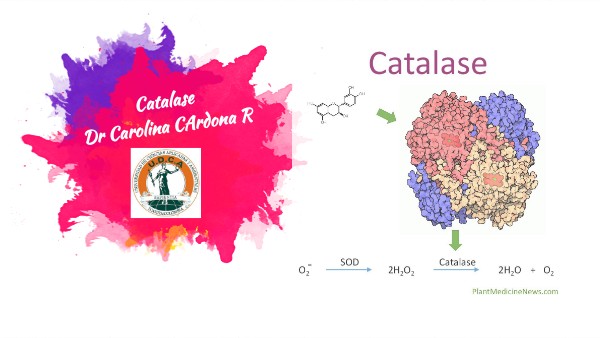 Lab 4 Catalase Activity