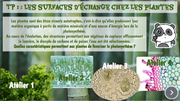 TP1 Surfaces d'échange | Genially