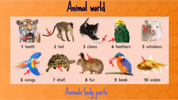 Animal world 3º | Genially