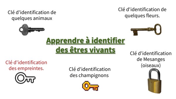 Identification training