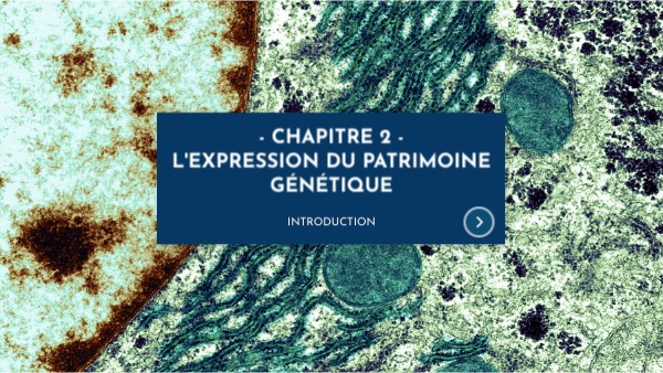 Chapitre 2 : L'expression du patrimoine génétique | Genially