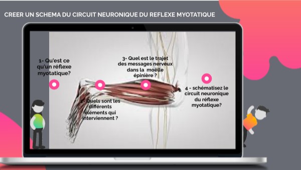 LE CIRCUIT NEURONIQUE DU REFLEXE MYOTATIQUE | Genially
