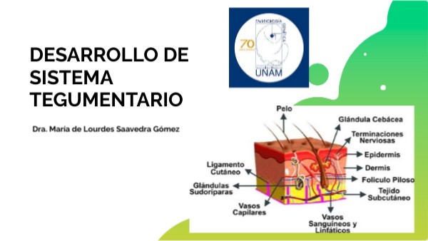 Sistema tegumentario | Genially