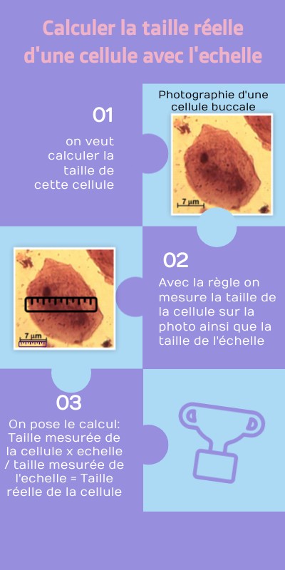 Calcul taille réelle | Genially