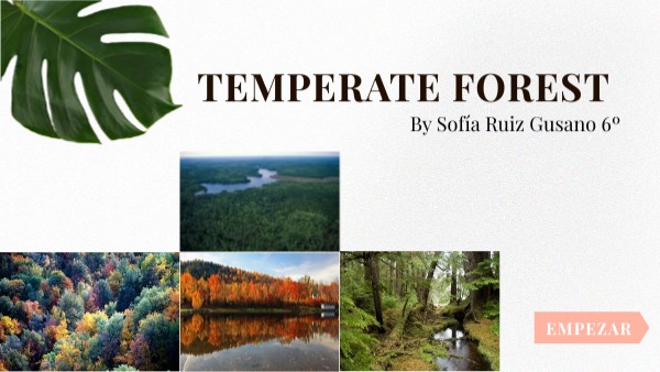 Temperate Forest