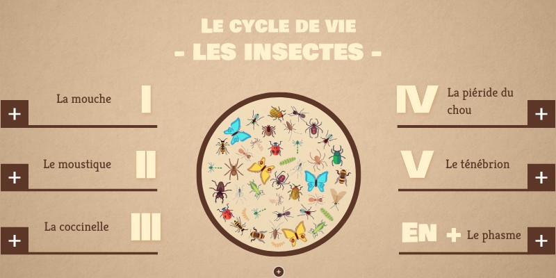 Le cycle de dévt des insectes | Genially