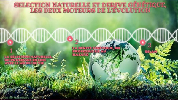 Dérive et Sélection | Genially