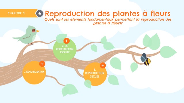 TSpé Chapitre 3 Reproduction des plantes à fleurs