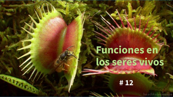 8 EGB B# 12 Funciones de los seres vivos..... | Genially