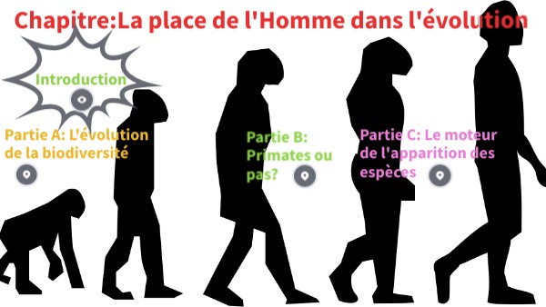 la place de l'homme dans l'évolution | Genially