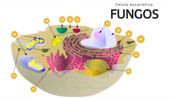 ESTRUTURA CELULAR DE UM FUNGO | Genially