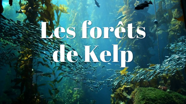 Les forêts de varech | Genially