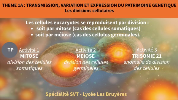 Divisions cellulaires | Genially