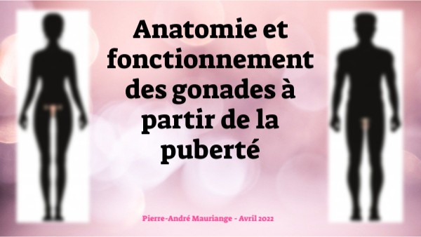 Anatomie et fonctionnement des gonades à partir de la puberté | Genially