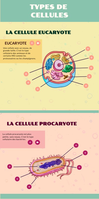 TYPES DE CELLULES : eucaryote/procaryote | Genially