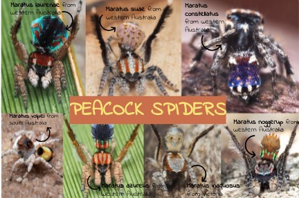 Peacock spiders (ing) | Genially