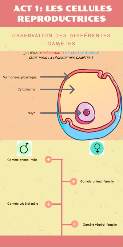 cellules reproductrices | Genially