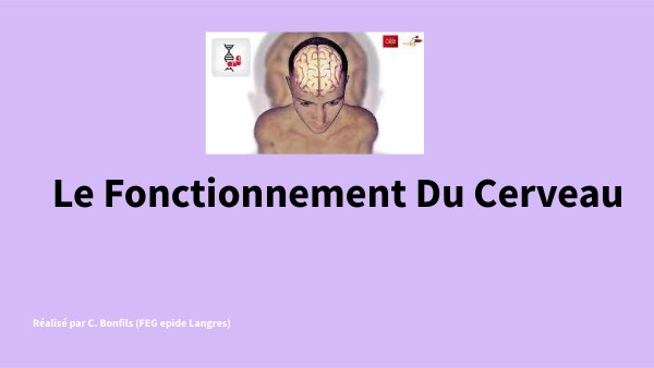 Le fonctionnement du cerveau | Genially