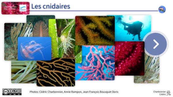 Les cnidaires | Genially
