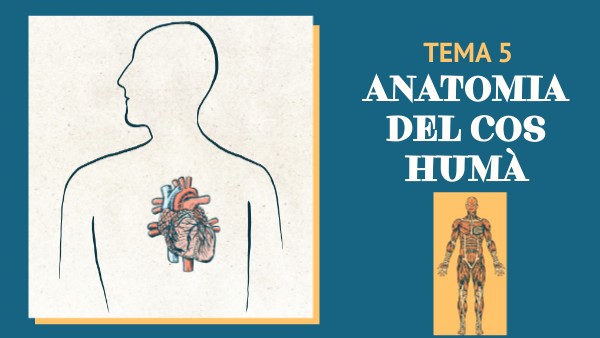 TEMA 5 ANATOMIA DEL COS HUMÀ | Genially