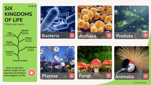 Kingdoms of Life Interactive | Genially