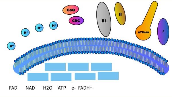 Drag and Drop de la respiración celular