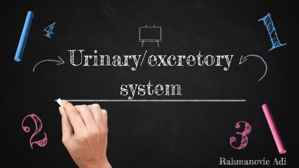 Urinary system | Genially