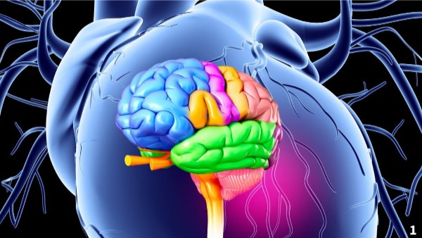 BG710_Nervous and Cardiovascular Systems | Genially