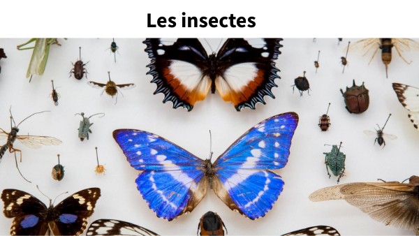 Atelier - Les insectes