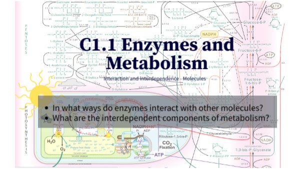 C1.1 Enzymes and Metabolism | Genially