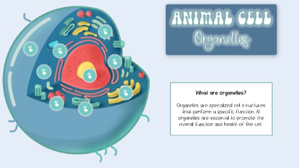 6th - T16 L1 Animal Cell Organelle Review | Genially