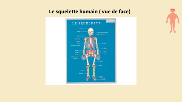 Le corps humain : le squelette