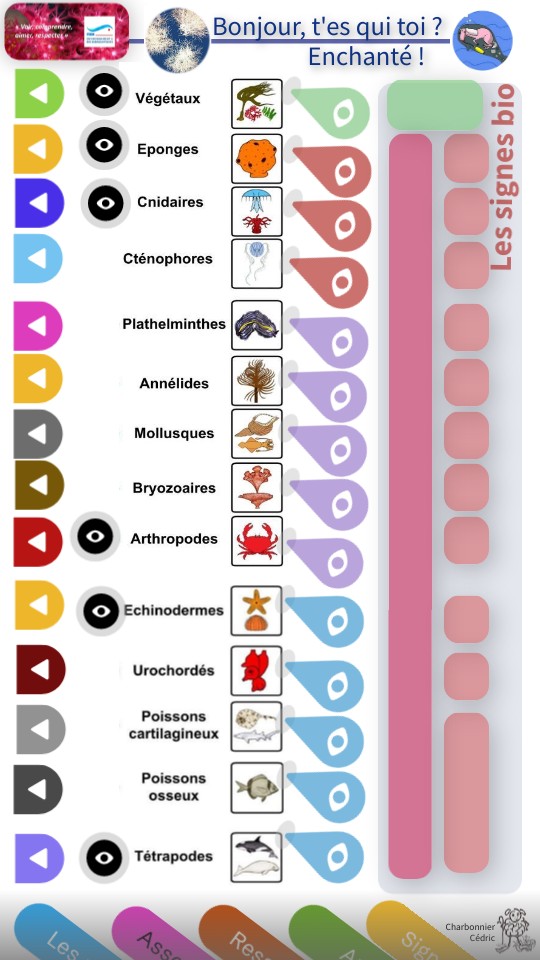 Bio Les espèces | Genially