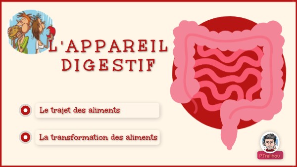 l'appareil digestif