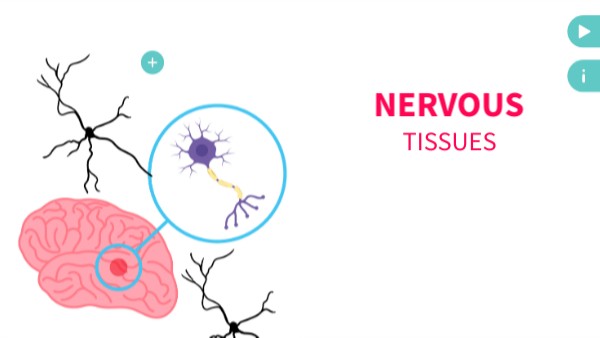 Nervous Tissue | Genially