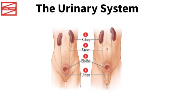 Urinary System