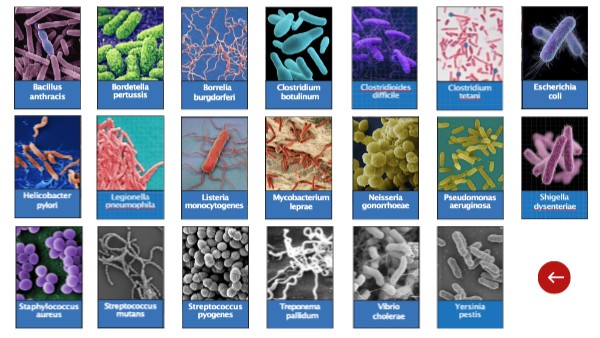 Microbial Guess who_versionH24 | Genially