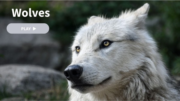 2nd grade Wolves Reading Choice bord