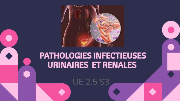 UE 2.5 S3 les pathologies infectieuses urinaires et rénales | Genially
