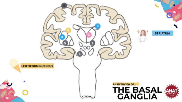 Overview of the Basal Ganglia | Genially