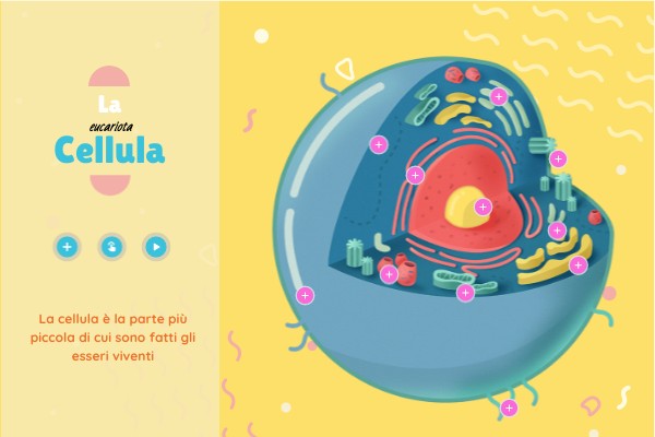 The eukaryotic cell | Genially