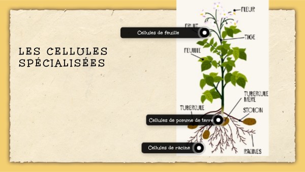 Cellules spécialisées végétaux | Genially