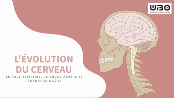 Évolution du cerveau | Genially