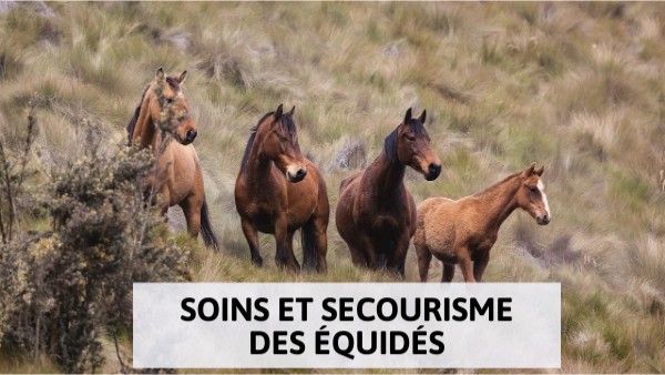 soins et secourisme des équidés